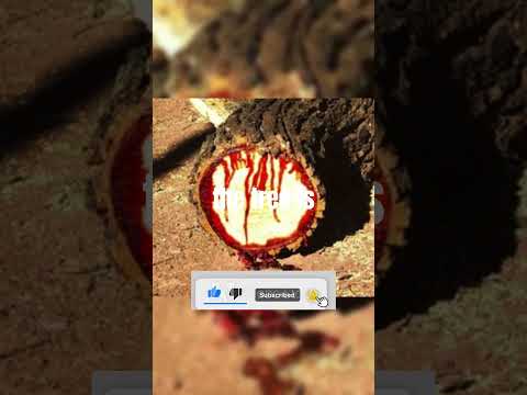 Unveiling the Mystery of why trees bleed