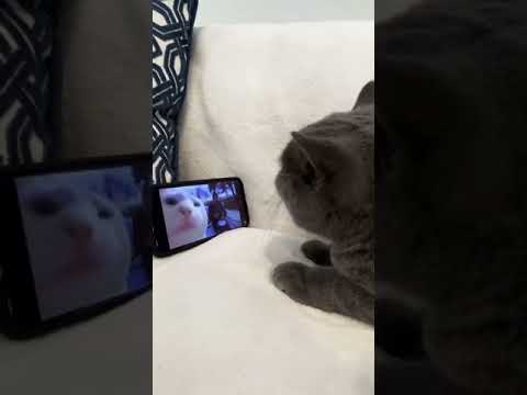 Funny cute cat shaking head while watching YouTube