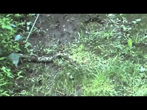 Copperhead Identification