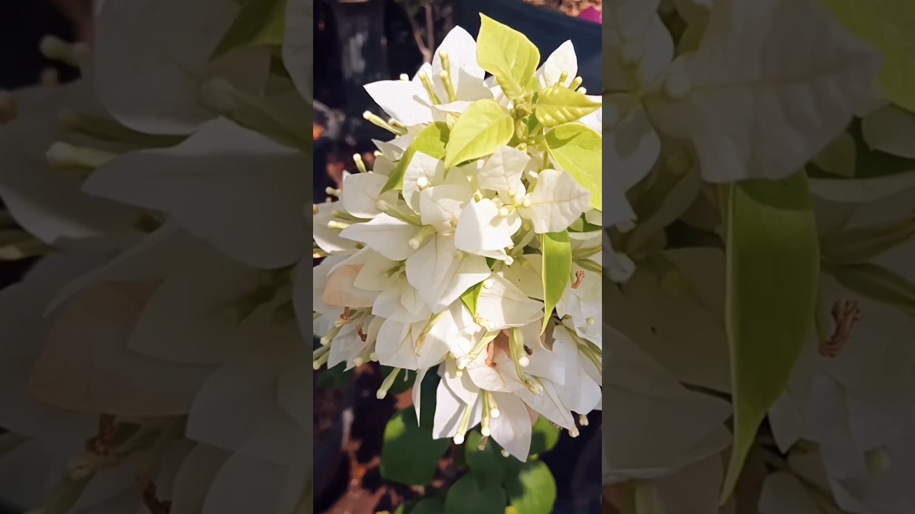 Bougenville ID ekor musang putih cantik #bougainvillea #bunga #flowergarden #tanamanhias #shortvideo