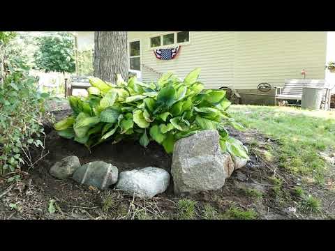 How To Move a Large Hosta the Easy Way