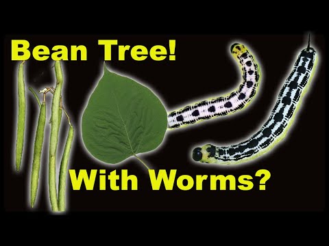Is a Catalpa Tree the Best Choice for Your Yard?