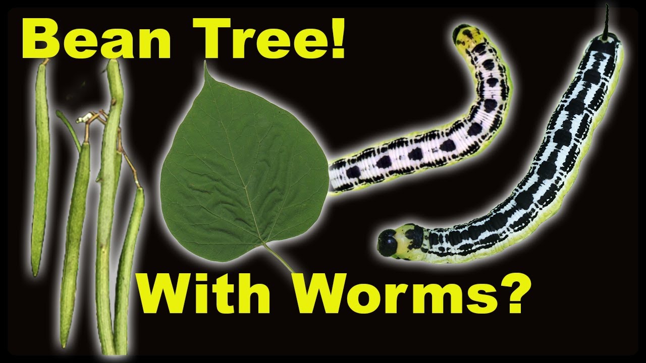 Is a Catalpa Tree the Best Choice for Your Yard?