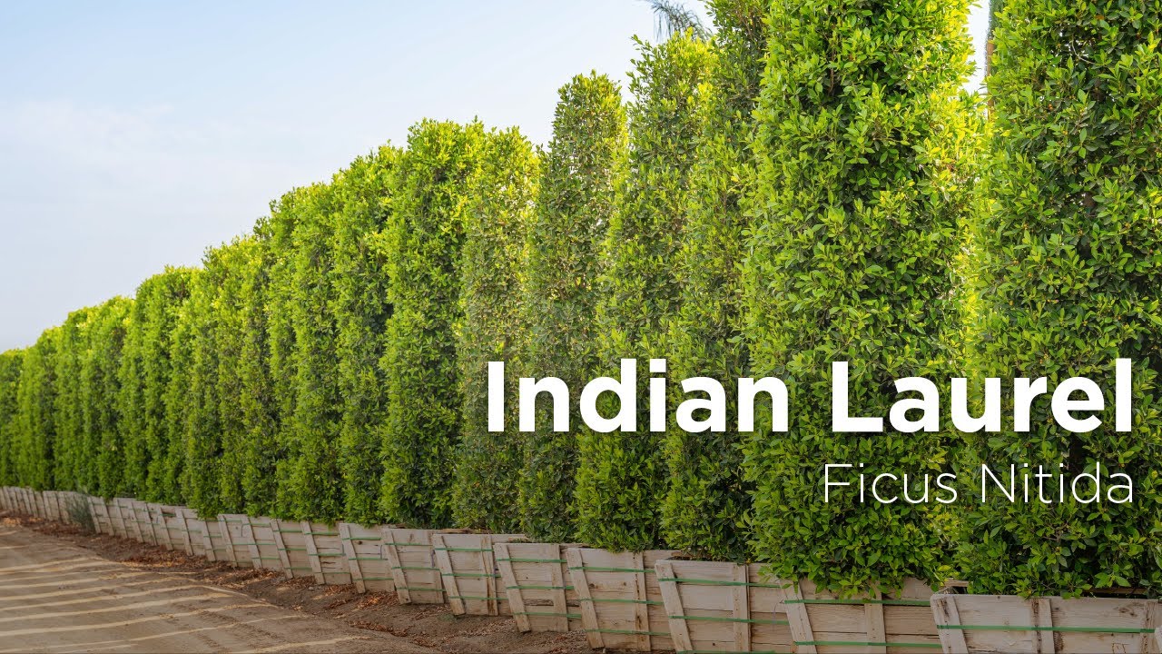 Indian Laurel | Ficus Nitida