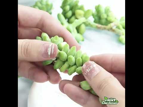 Propagating Burros Tail Succulents | The Next Gardener