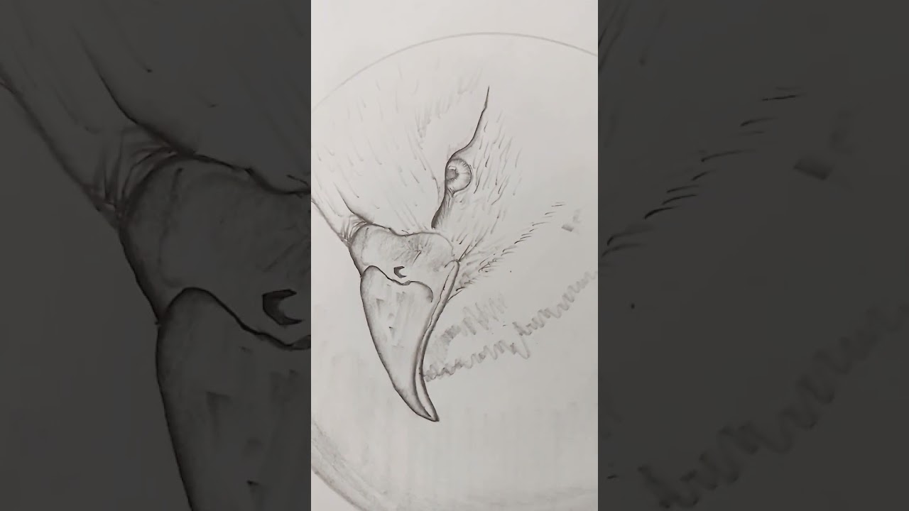 Bald eagle by zhakwan art on deviant art #drawing