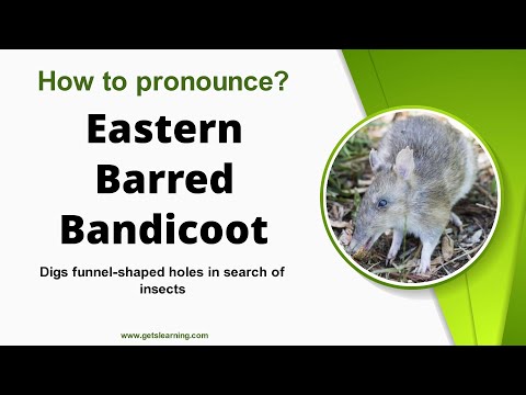 How to pronounce (Eastern Barred Bandicoot) in English Correctly