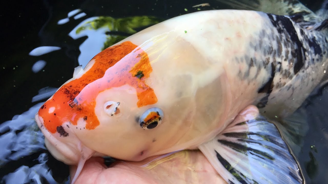 Fish Rescue - Episode 1