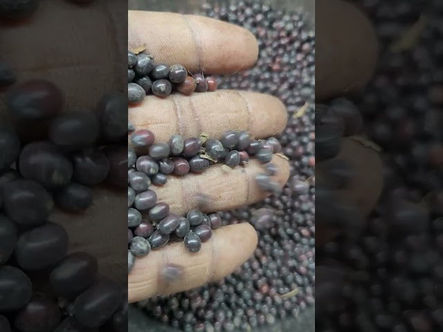 Herbal Seed - Babchi Seeds Bavanchi Seeds Trader - Wholesaler ...
