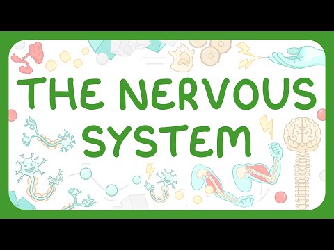 GCSE Biology - The Nervous System | Reflex Arcs Explained