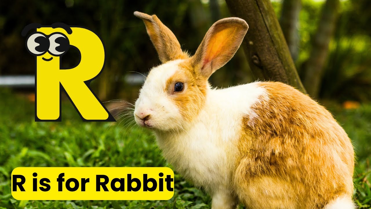 R is for Rabbit 🐇 | Fun ABC Animal Rhymes for Kids