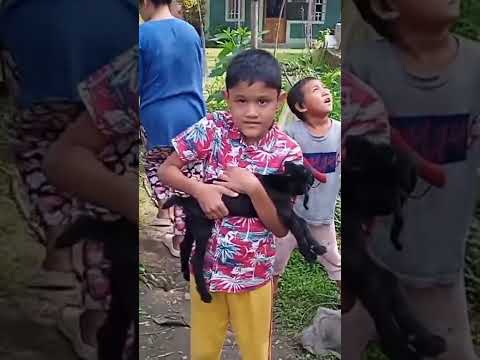 Just born Baby Goat. #viral #kidsvideo#cute #kidschannel #entertainment#funny #vlog#blog#kidschannel