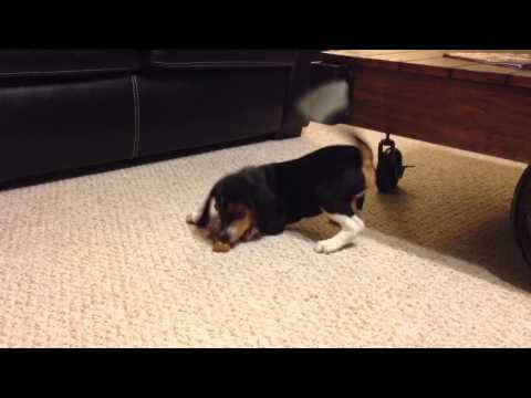 Daniel comes home for the first time