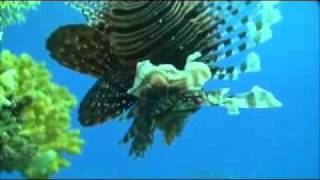 10 Things to Do in Gabal Elba Marine Protected Area, Egypt | Gems.Travel