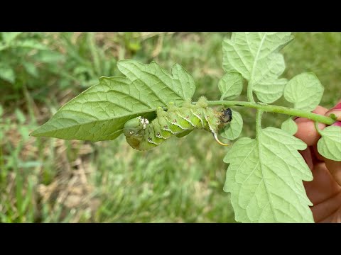 Summer Vlog #9 Living with chronic pain and finding the devil of the garden!