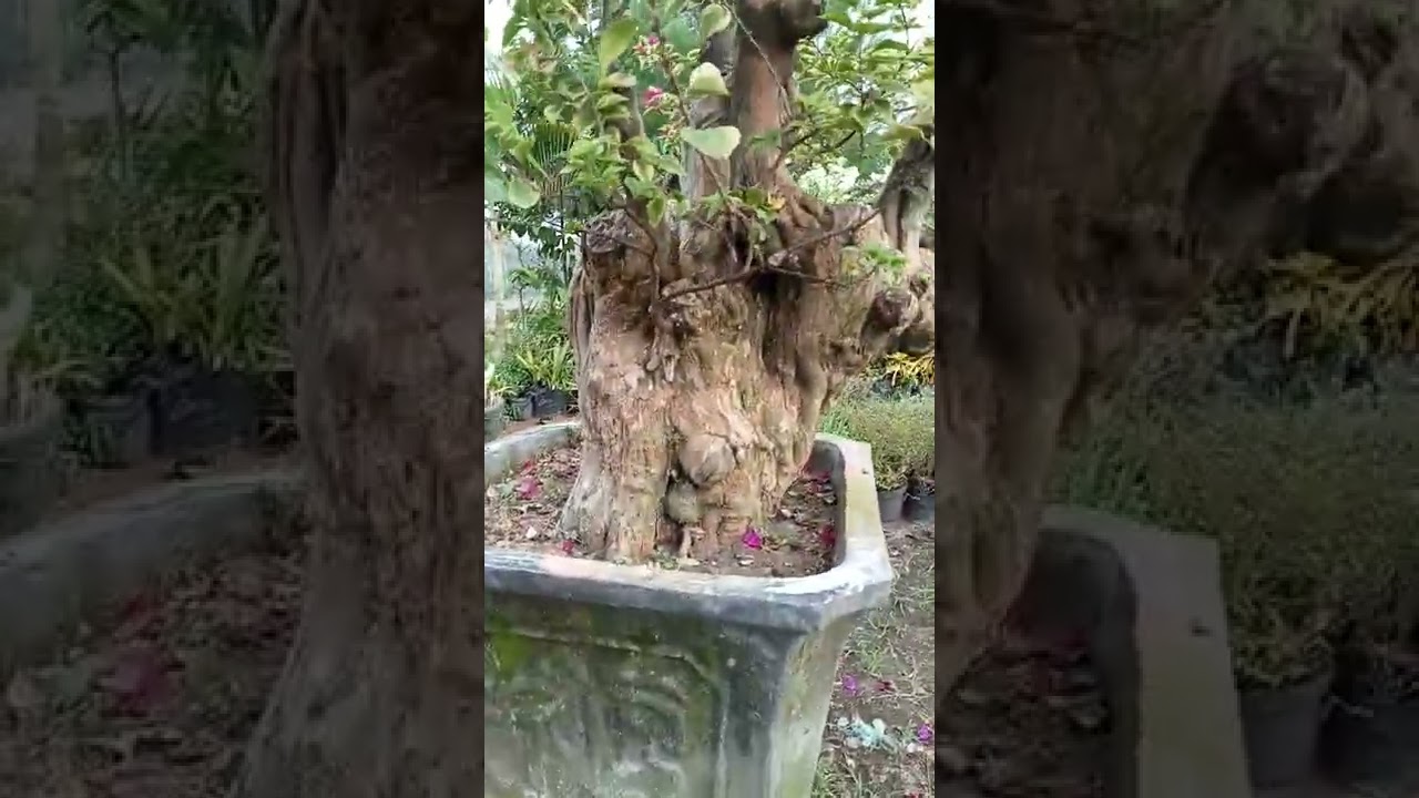 Bonsai Bougenville singapur  batang besar 3 warna