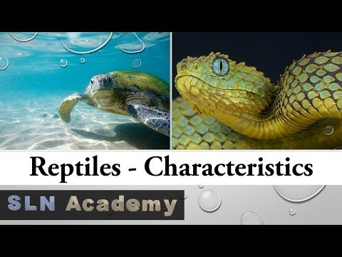 Reptiles Educational Video for kids - What makes a reptile a reptile?