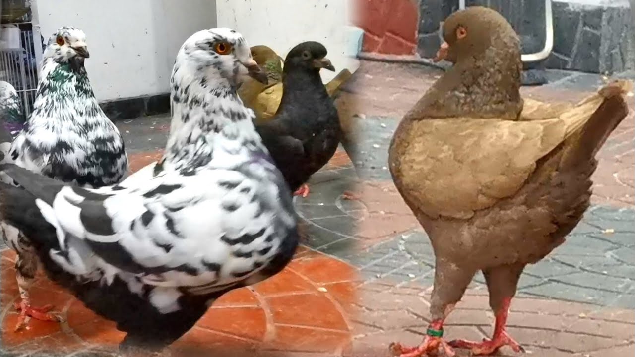 Modena King pigeons | king pigeon breeds | fancy pigeon farm | exotic pigeon collection