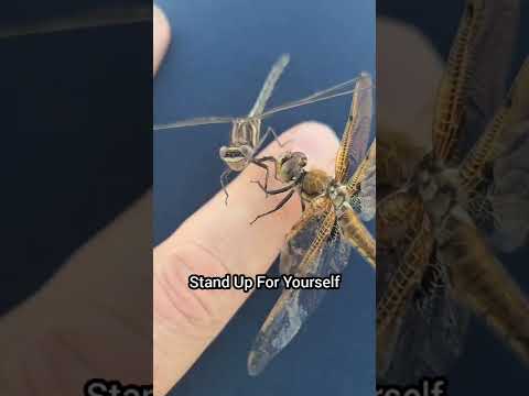 Dragonfly Respect