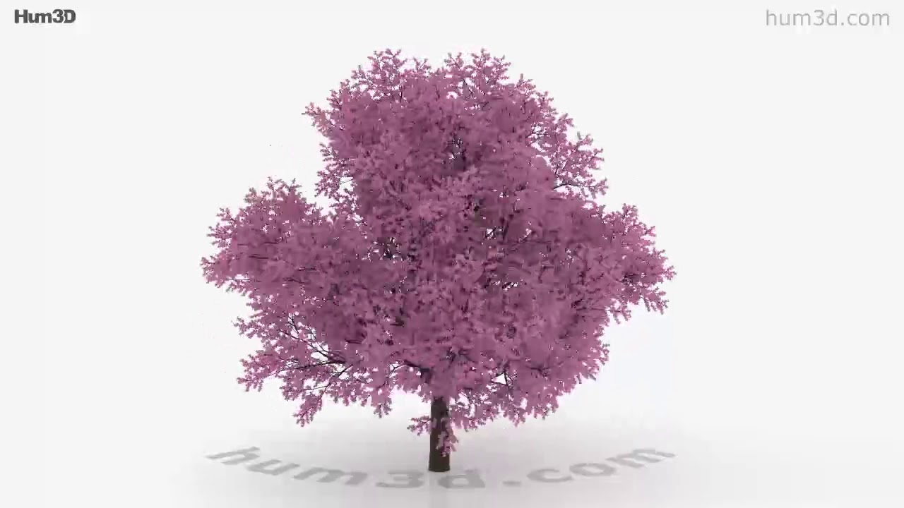 Sakura Tree 3D model by 3DModels.org