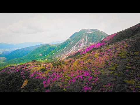 JG☆☆☆☆☆8K HDR Oita,Kuju Mountains with Azarea(Natural Monument) 大分 久住山のミヤマキリシマ