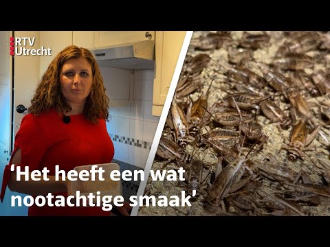 Lust jij een koekje van... krekelmeel? | RTV Utrecht