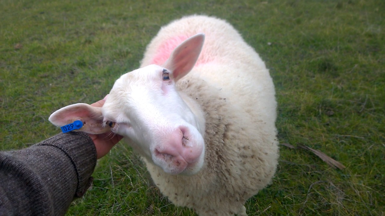 Happy Sheep