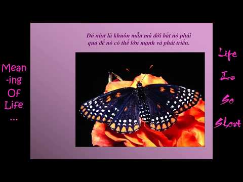 Meaning Of Life - Lessons From Butterflies - Try Your Best
