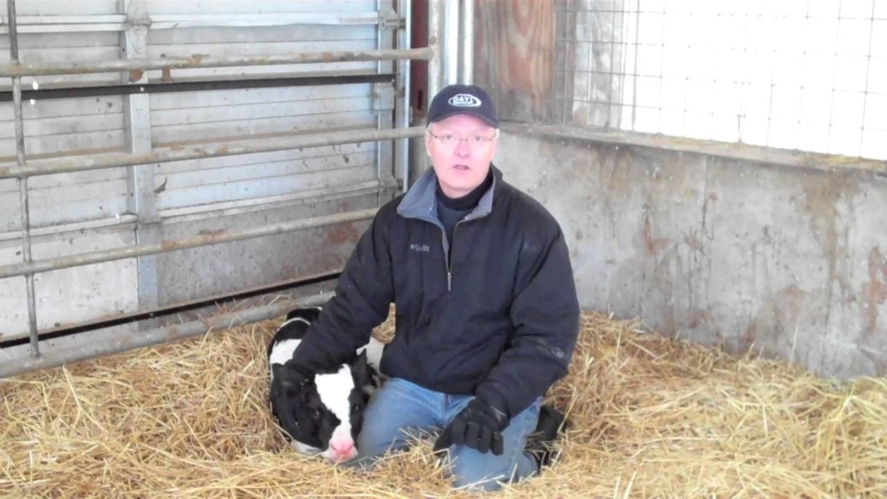 First Defense: A Veterinarian Perspective on Immediate Immunity