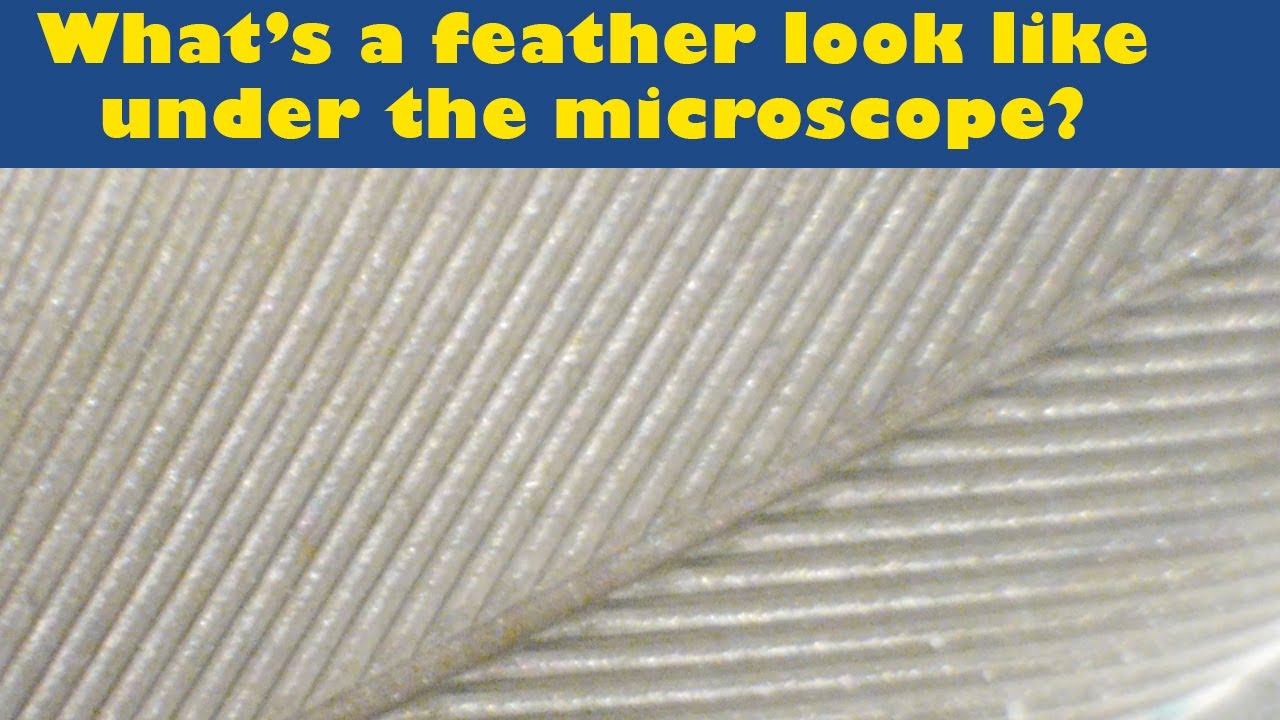 What's a feather look like under a microscope? Discover the secret world of the itty-bittyl!
