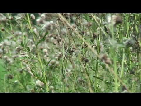 Restoring the Wetland