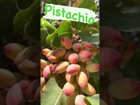 Pistachio 💚 | Postachio Trees