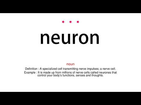 How to pronounce neuron - Vocab Today