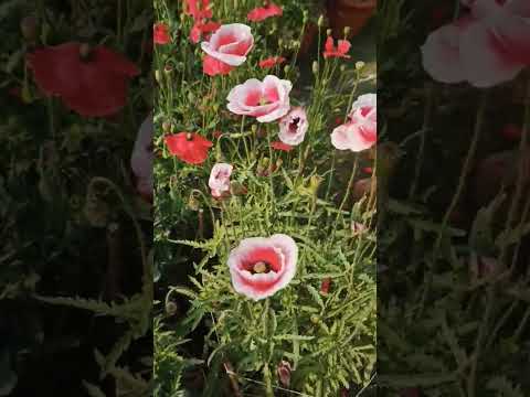 Different colours of POPPY FLOWER..