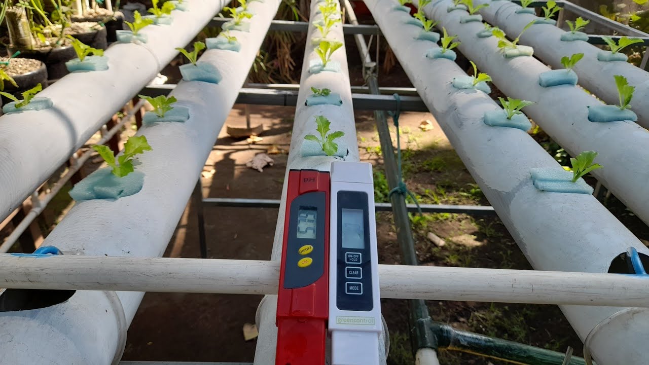 Parámetros para lechuga Hidroponica
