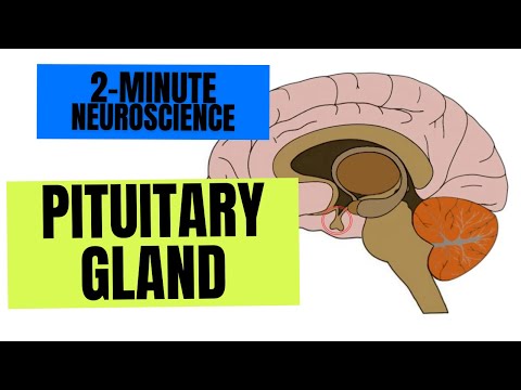 2-Minute Neuroscience: Pituitary Gland