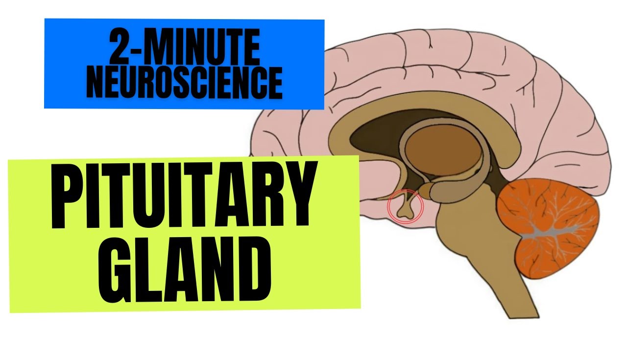 2-Minute Neuroscience: Pituitary Gland