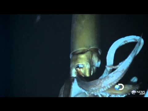 Calamar gigante capturado en video.