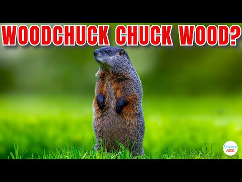 How Much Wood Would A Woodchuck Chuck If A Woodchuck Could Chuck Wood?