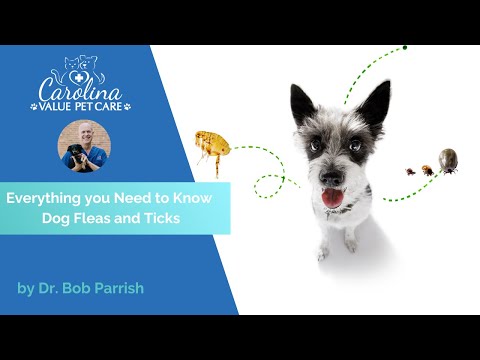 Everything You Need to Know About Dog Fleas and Ticks