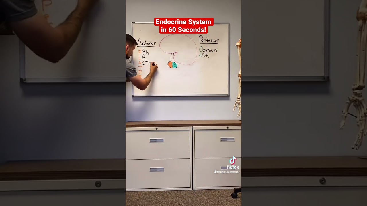 Quick Endocrine System Tutorial! #anatomy #anatomy_physiology #endocrine #hormones #nursingstudent