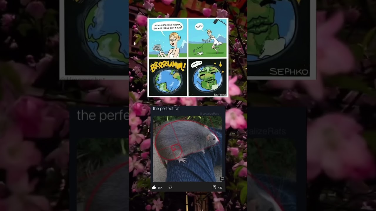 Found the perfect rat