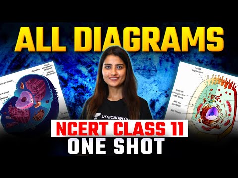 All Diagrams of Class 11th in One Shot | NEET 2024 | Seep Pahuja