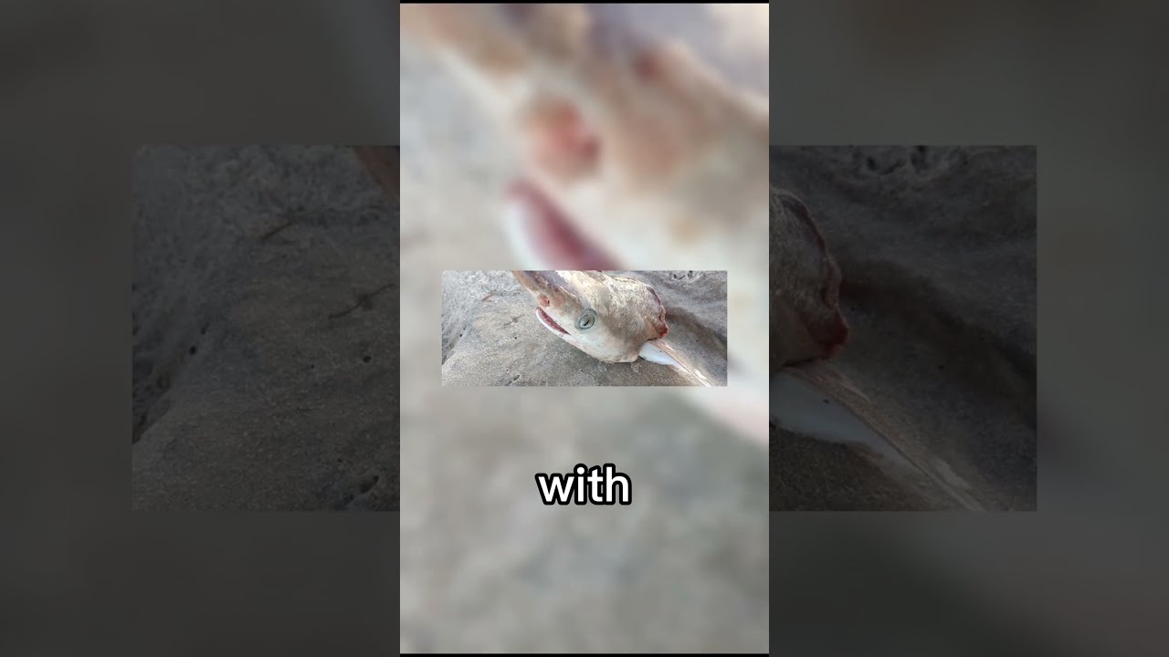 Brazilian Sharks Test Positive for Cocaine
