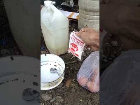 Membuat Bakteri Fotosintesis Alias Pupuk Cair PSB.