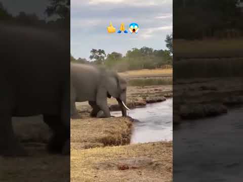 Heart-Stopping Rescue: Watch as This Baby Elephant falls into Water and What Happens Next! #shorts