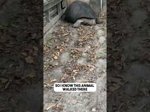 What Giant Tortoise Tracks Will Tell You