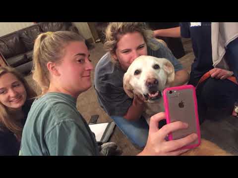 Auburn nursing researchers use therapy dogs to assist local dementia patients