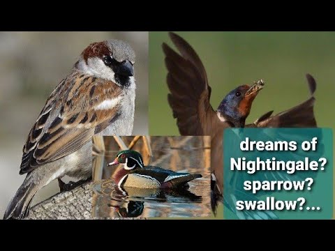 Dream interpretations in Islam |Meaning of dreams | Dreams of sparrow, waterfowl, swallow...