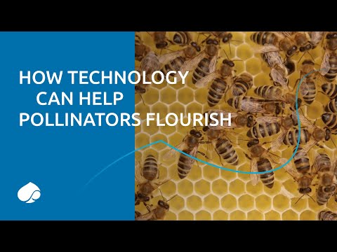 How our technology is helping pollinators including bees flourish